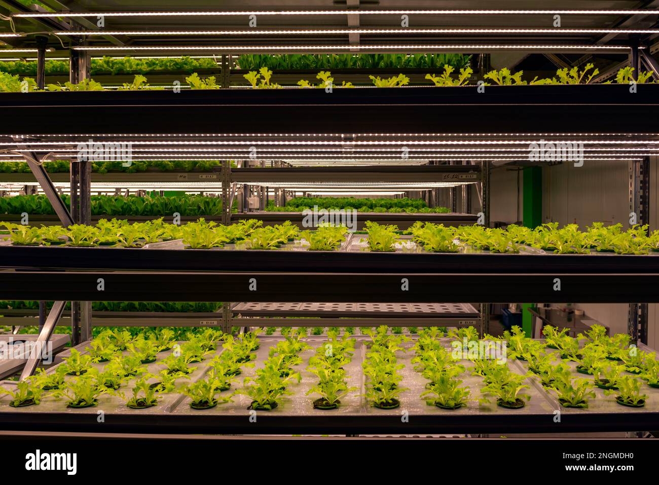 Shelves vertical farm growing fresh green plants indoors. Fresh ... Shelves vertical farm growing fresh green plants indoors. Fresh ...