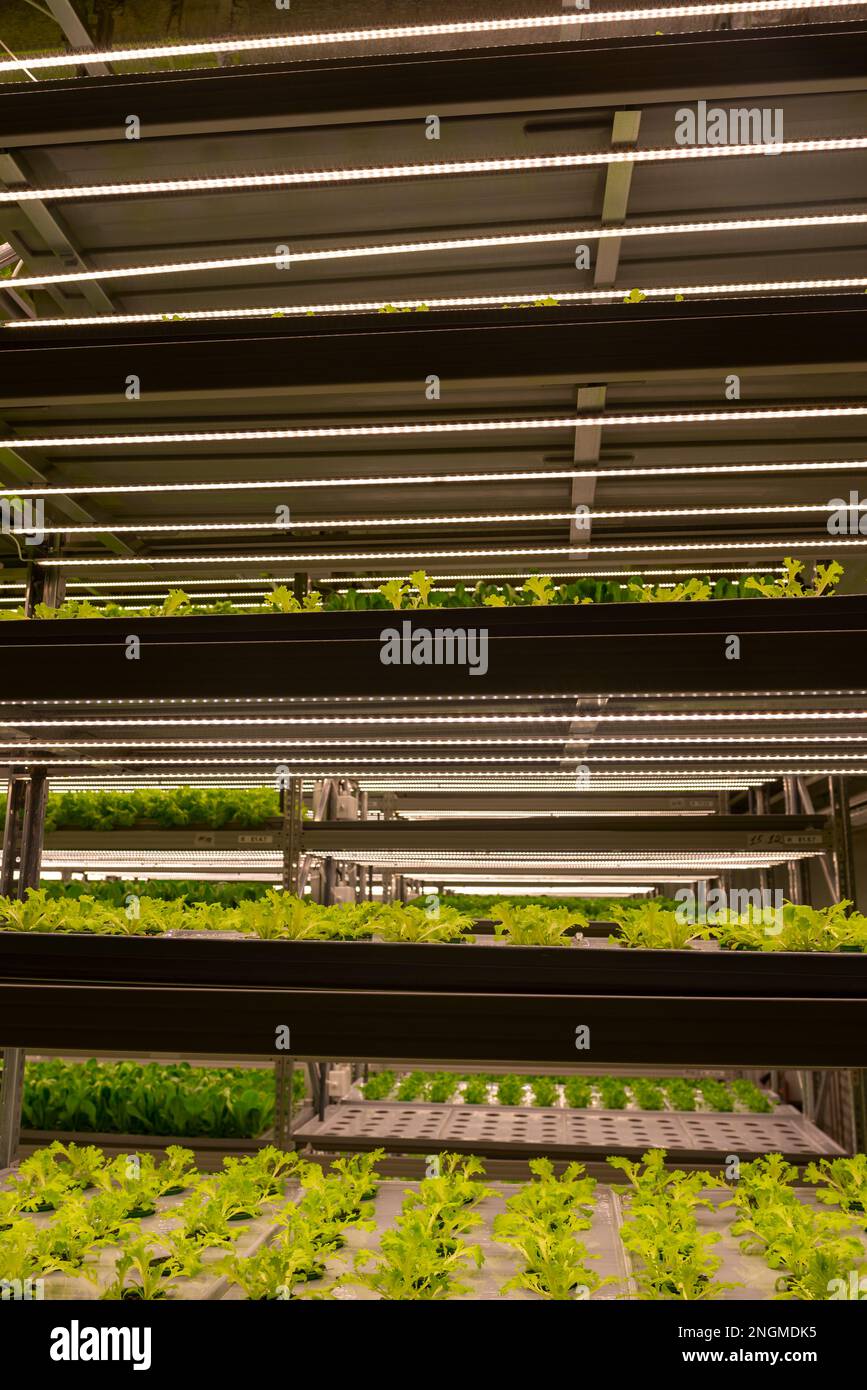 Shelves vertical farm green plants indoors. Fresh microgreens automatic ...