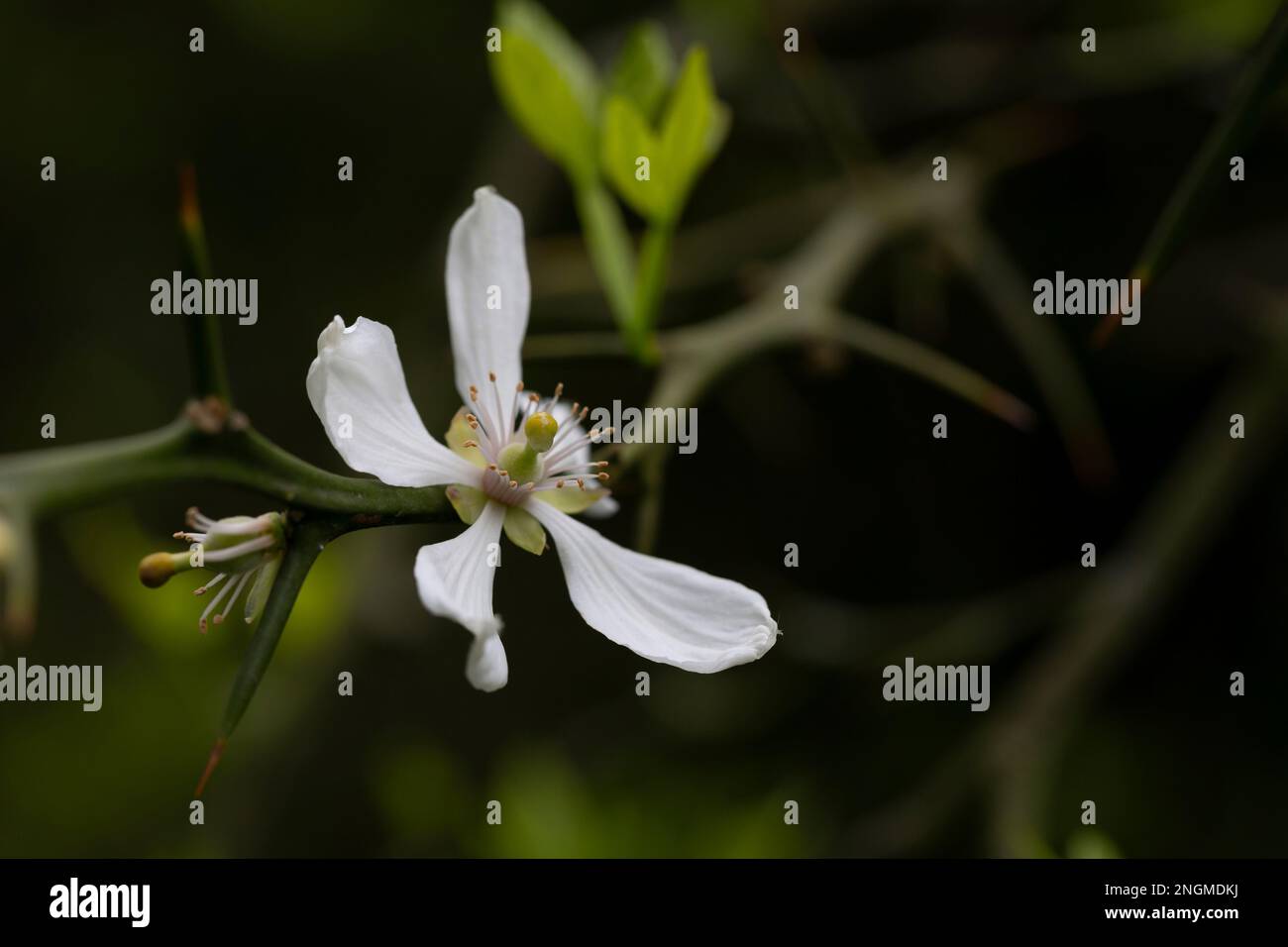 Trifoliate orange branch with white flowers - Latin name - Poncirus ...