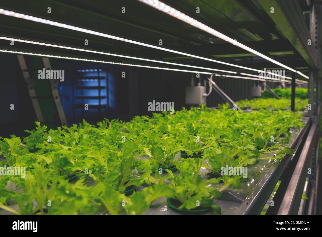 Fresh plants automatic vertical farm growing in the city Stock Photo ...