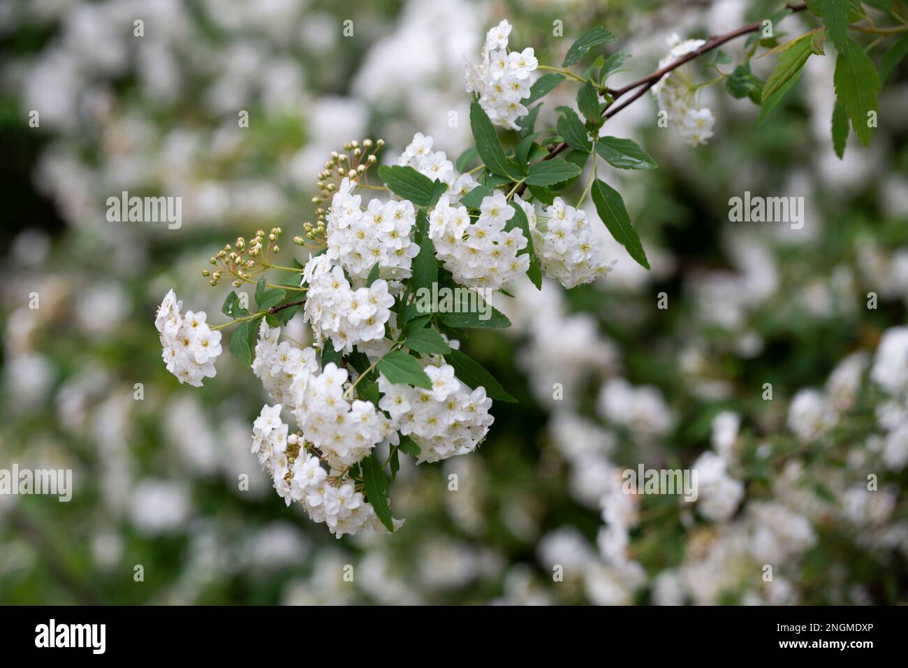 White spiraea meadowsweets bush in bloom. Buds and white flowers of ...