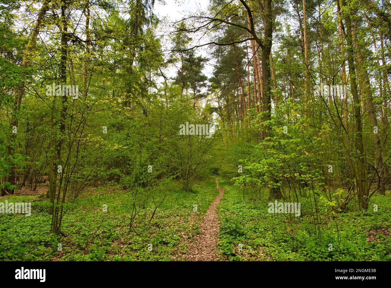 Path through sunny green Forest in Spring, Roedermark, Hessen, Germany ...