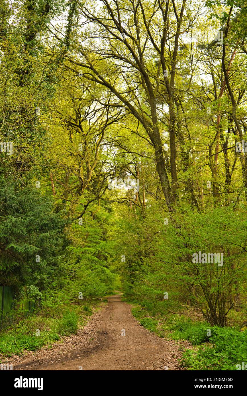Path through sunny green Forest in Spring, Roedermark, Hessen, Germany ...