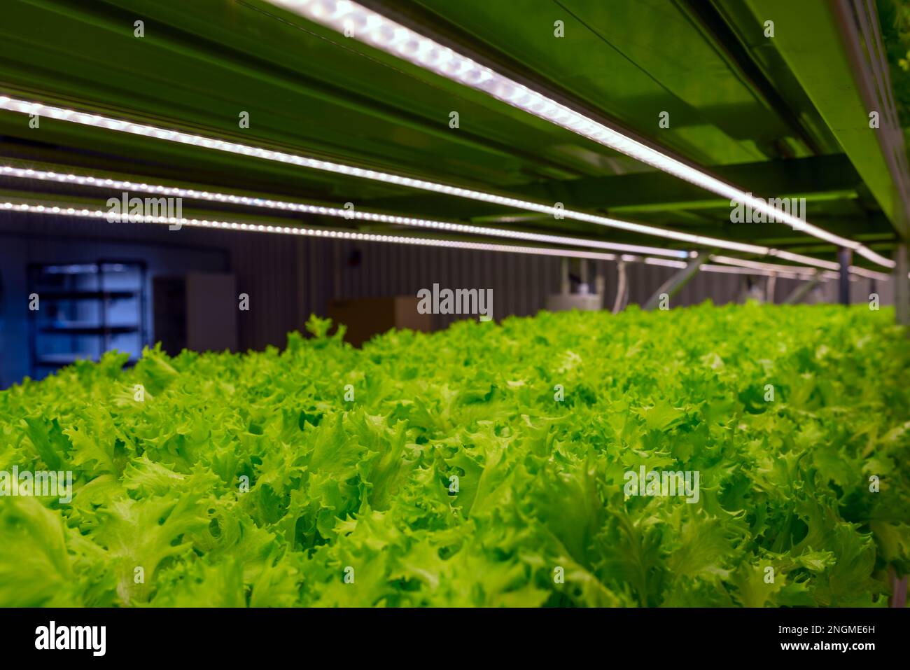 Growing microgreens on shelves vertical hi-res stock photography and ...