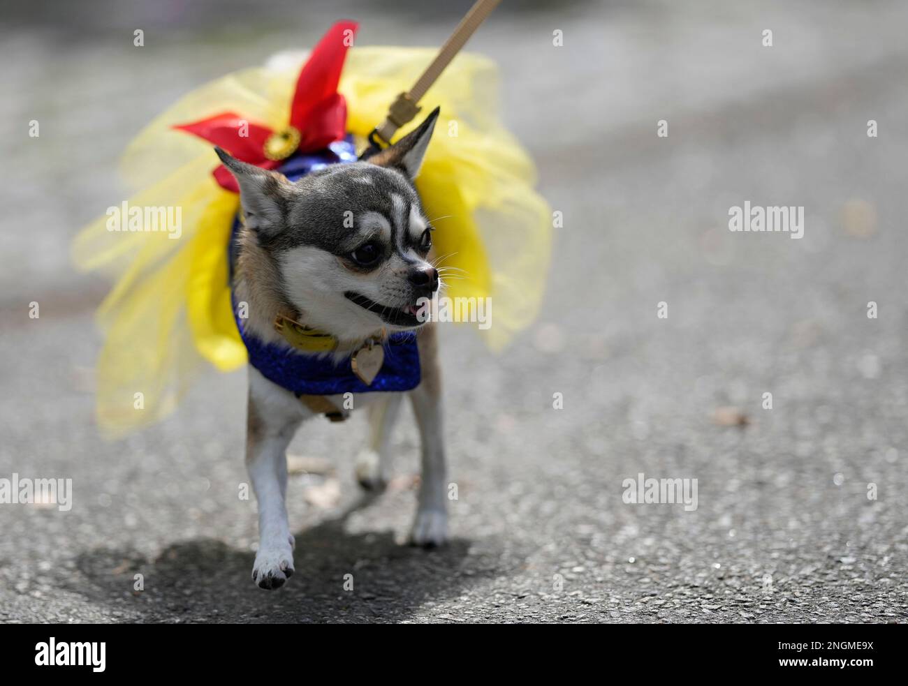 A dog dons a tutu at the "Blocao" dog carnival parade in Rio de Janeiro ...