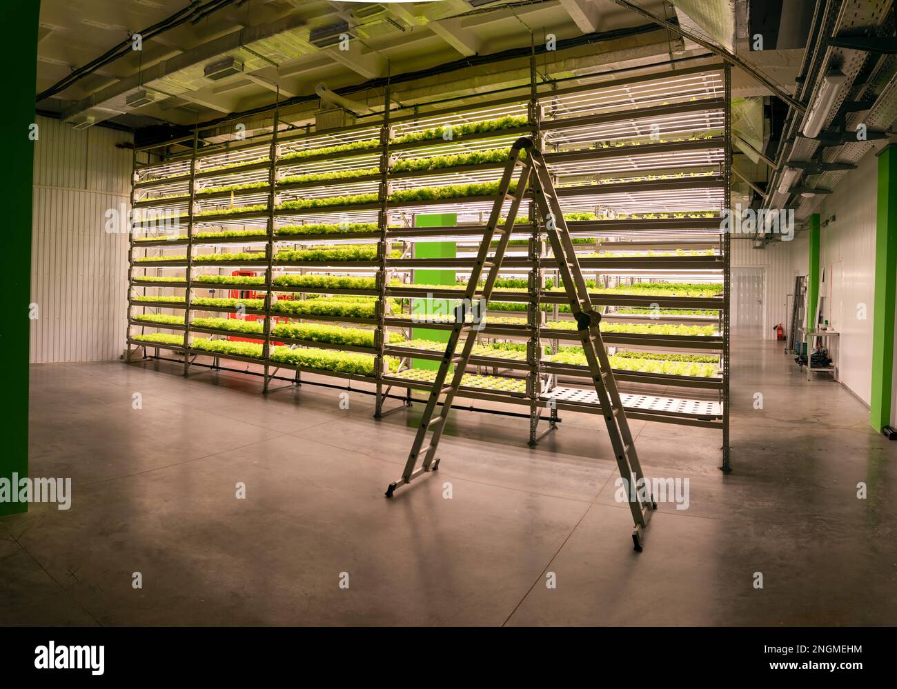 Shelves of shelving vertical farm green plants indoors with stairs ... Shelves of shelving vertical farm green plants indoors with stairs ...