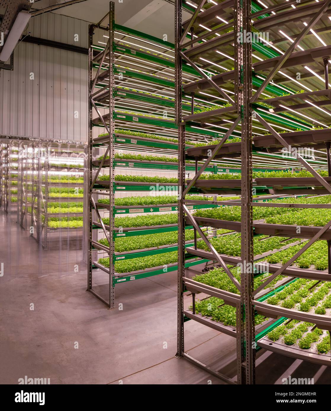 Shelves of shelving farm green plants indoors. Fresh microgreens ... Shelves of shelving farm green plants indoors. Fresh microgreens ...