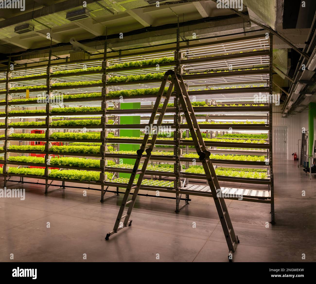 Shelves of shelving vertical farm green plants indoors with stairs ...