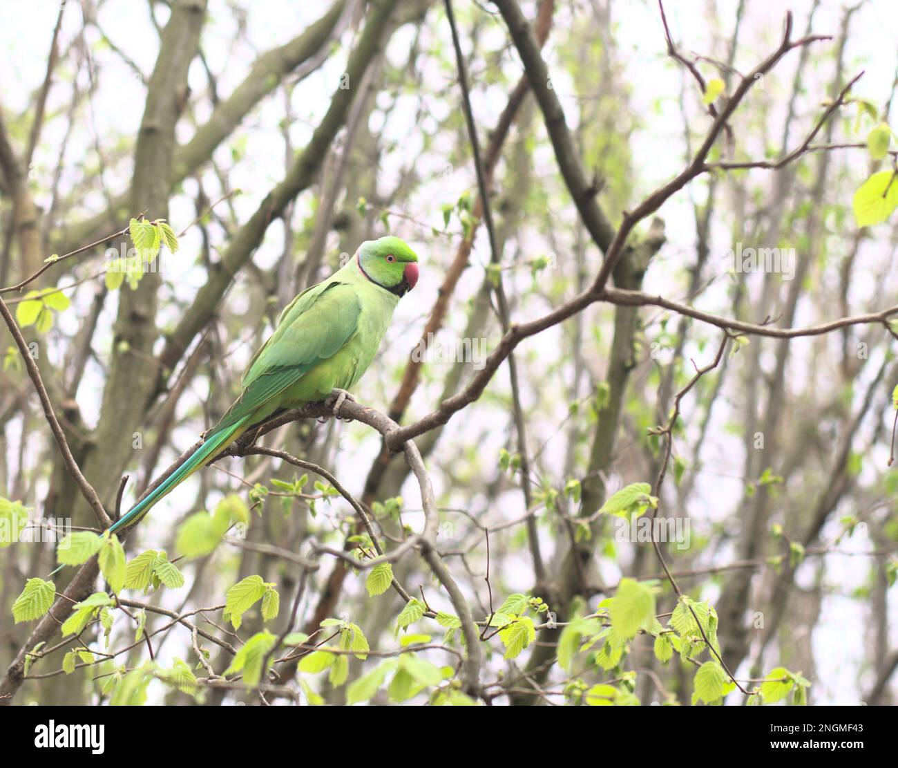 An idyllic scene of a cluster of small green birds perched on a tree ...