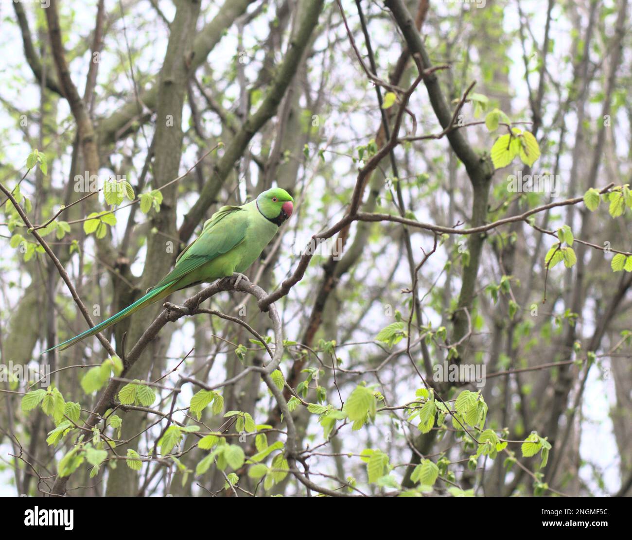An isolated green-feathered songbird perched atop a lush foliage ...