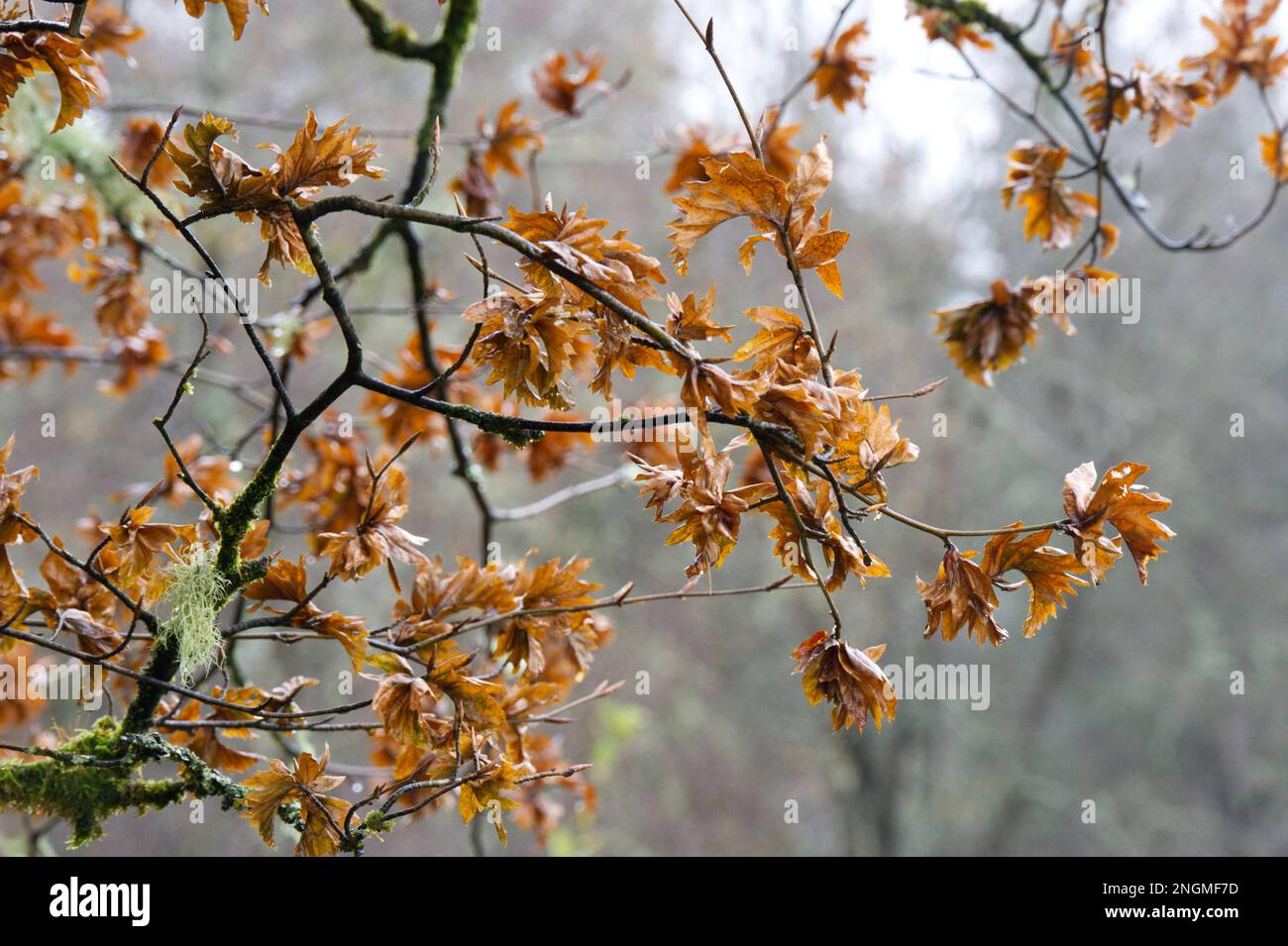 Retained winter foliage of beech tree Fagus Sylvatica 'Crarae' at ...