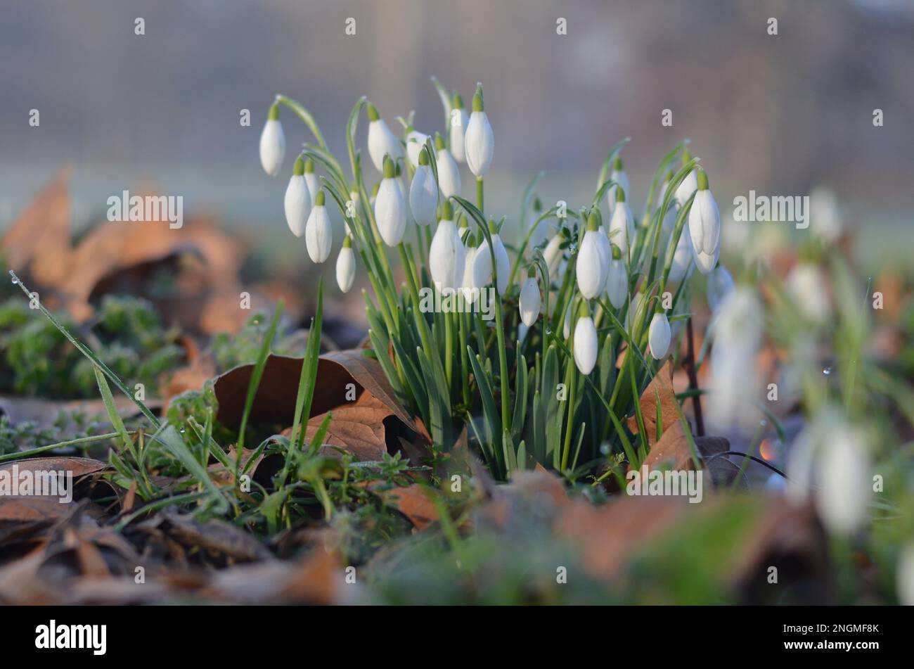 A vibrant image of a collection of snowdrop flowers with their ...