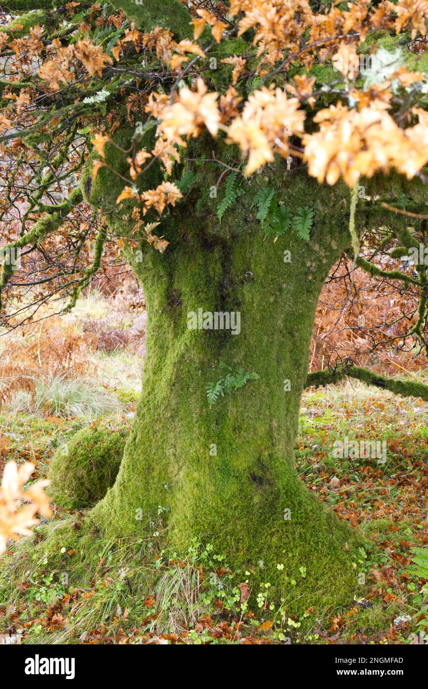 Scottish tree hi-res stock photography and images - Alamy