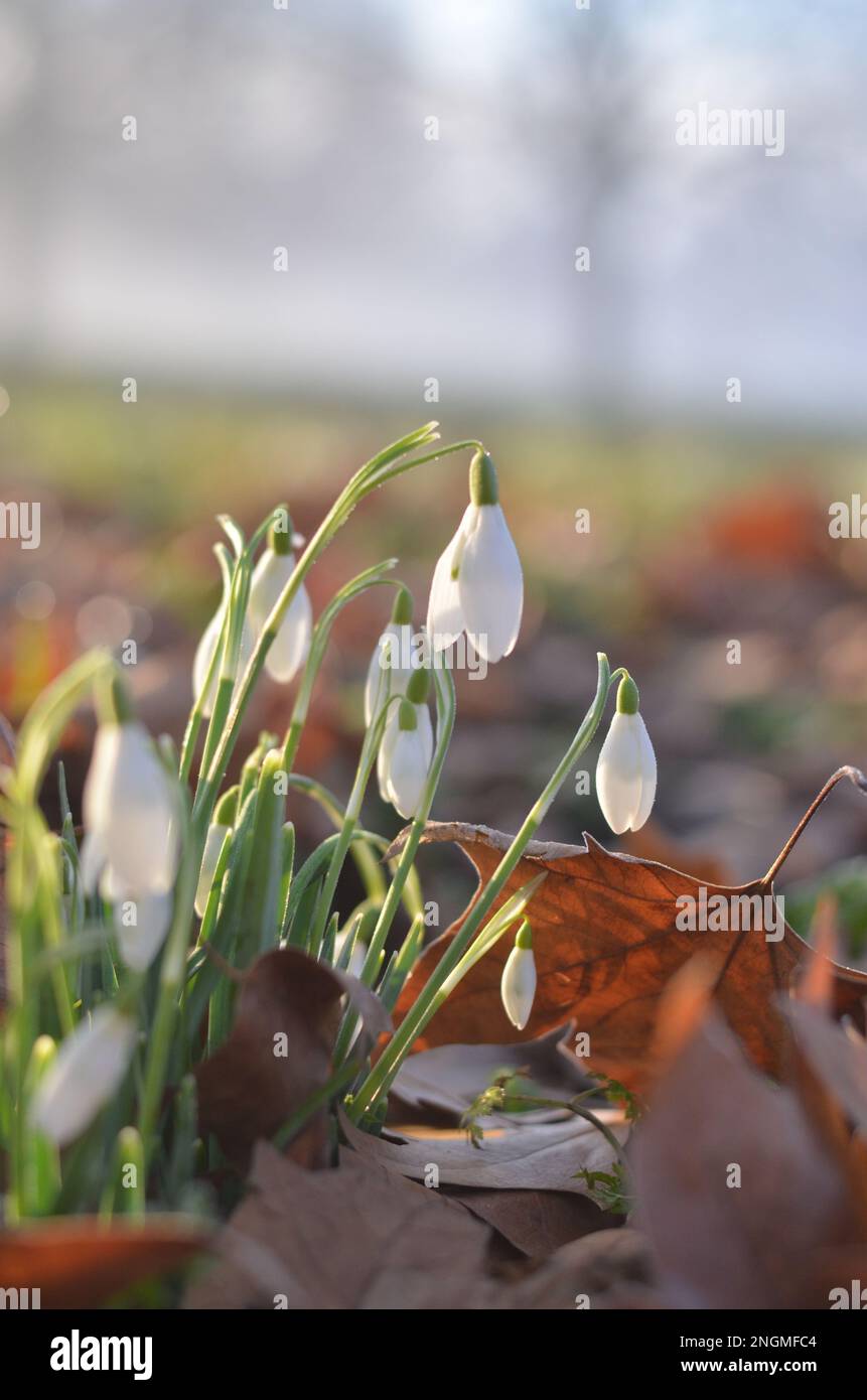 A cluster of delicate blooms nestled among lush green foliage lay ...