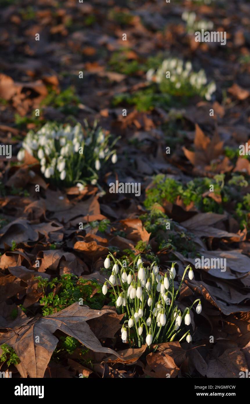 A close-up image of a group of delicate snowdrops, with white petals ...