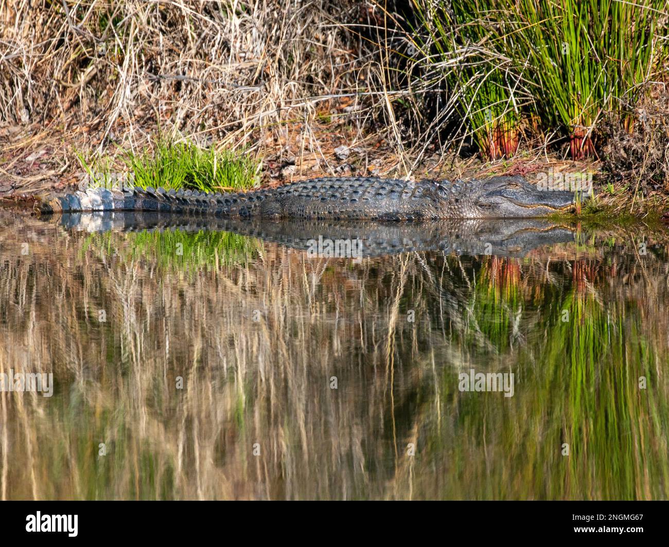 Alligator ponds hi-res stock photography and images - Alamy