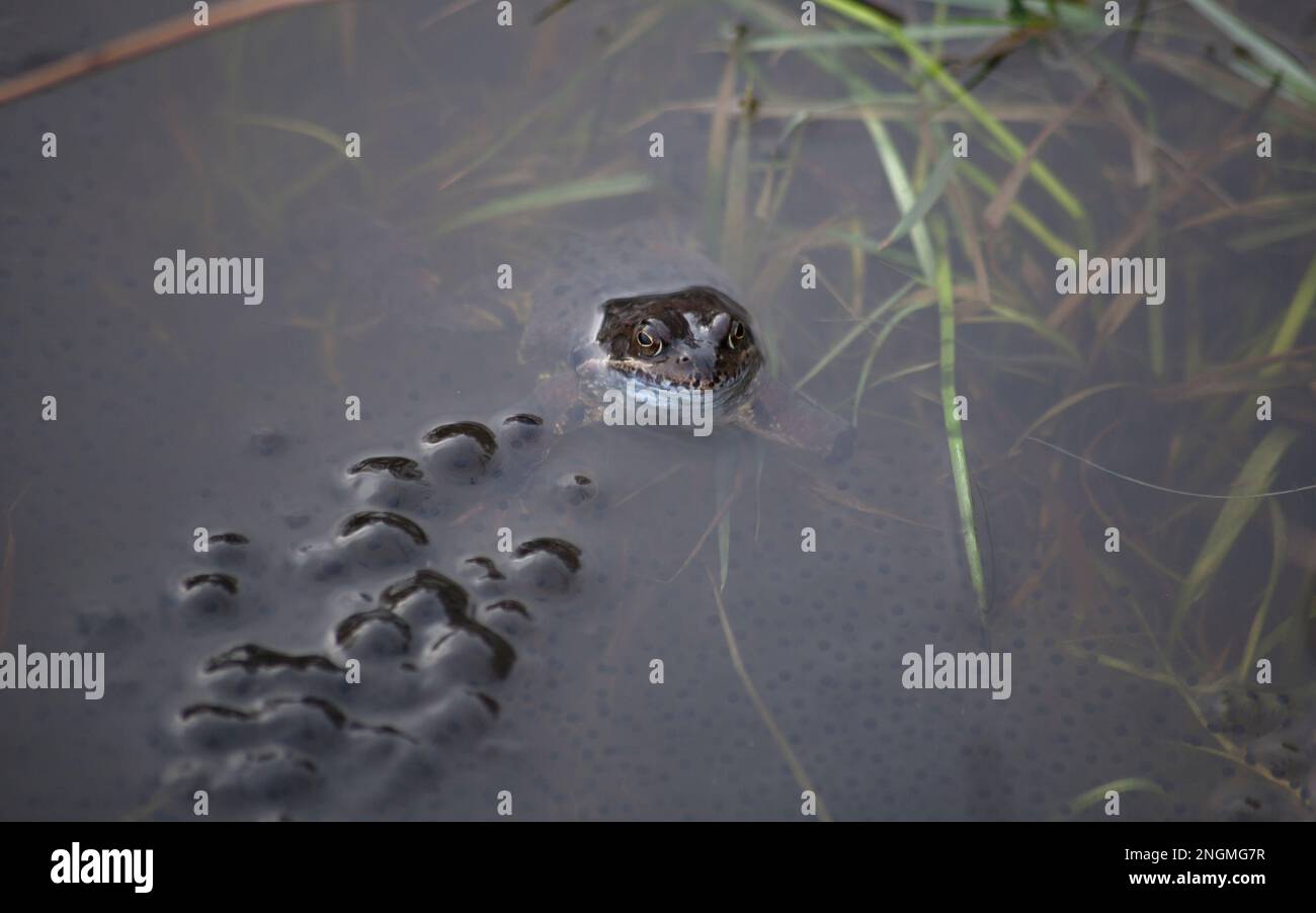 Rana temporaria - common frog with frogspawn Stock Photo - Alamy