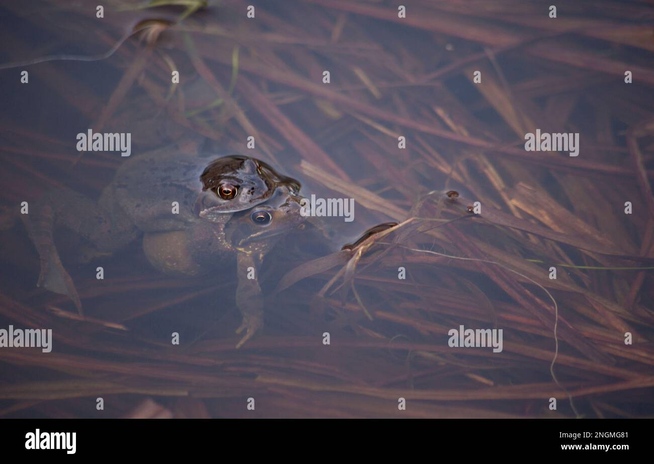 Rana temporaria - common frogs mating Stock Photo - Alamy