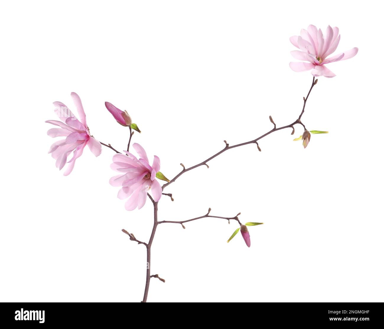 Magnolia tree branch with beautiful flowers isolated on white Stock ...