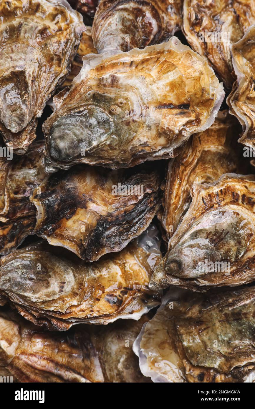 Fresh closed oysters as background, top view Stock Photo - Alamy