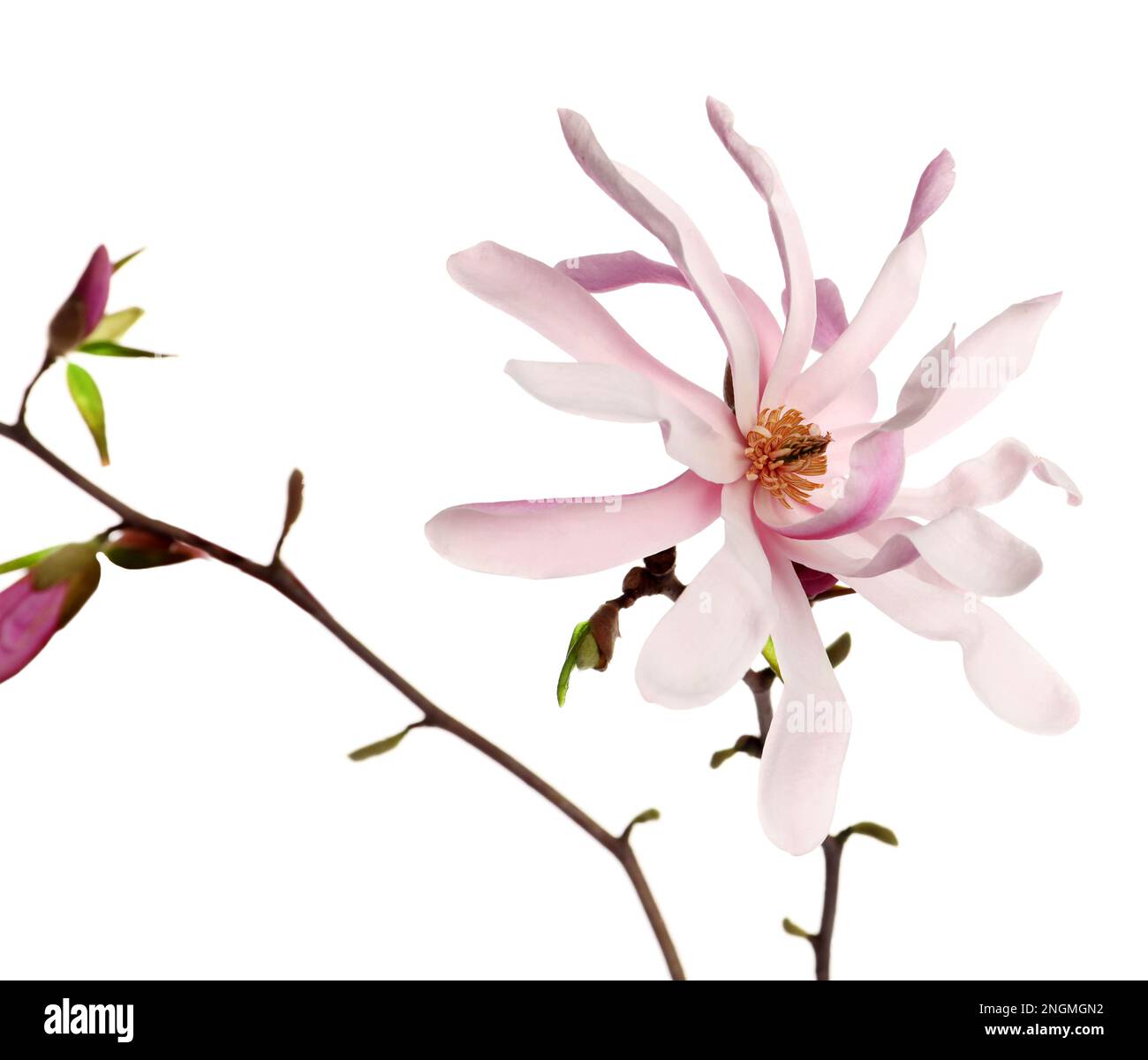 Magnolia tree branch with beautiful flower isolated on white Stock ...