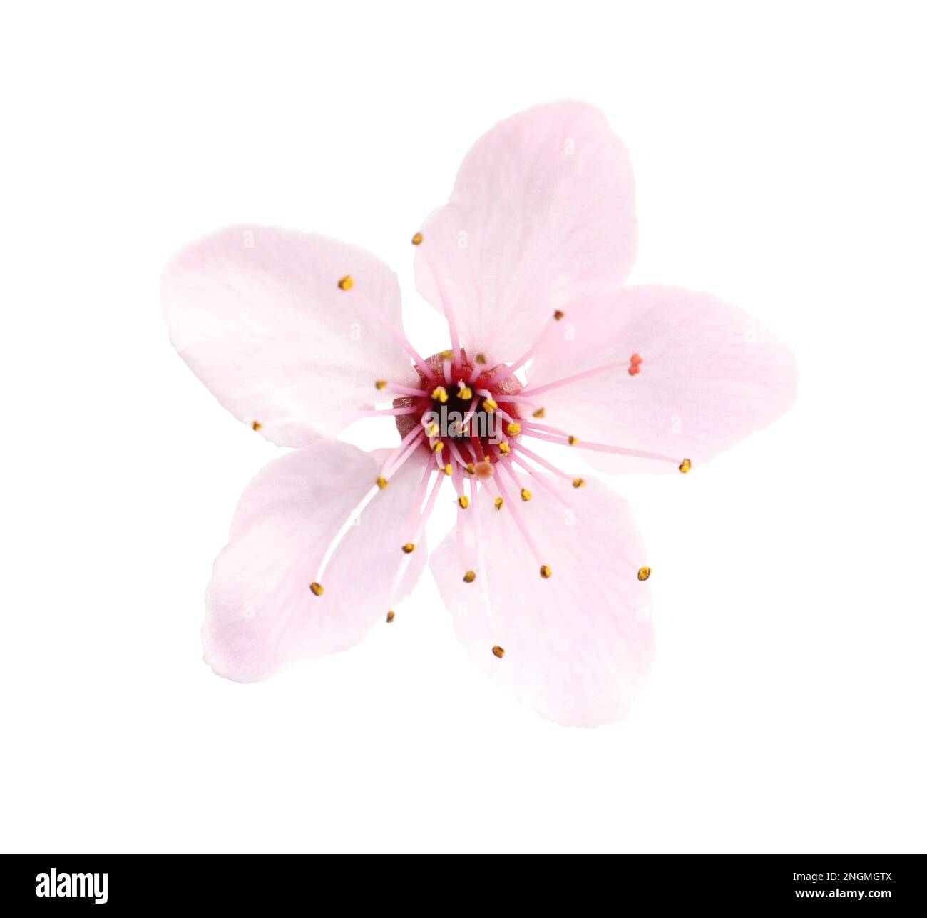 Sakura tree blooming on Cut Out Stock Images & Pictures - Alamy