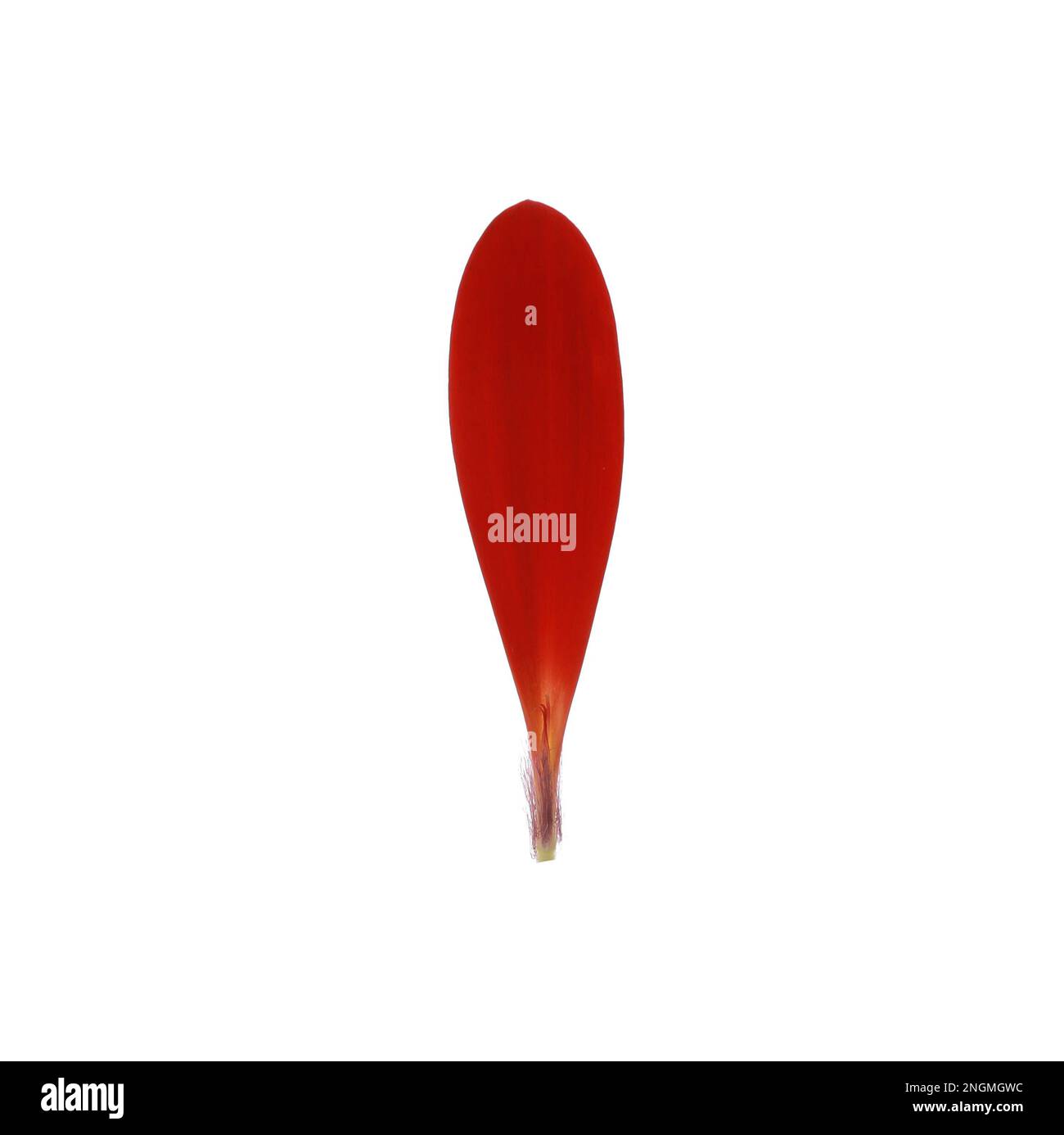 Beautiful red gerbera petal isolated on white Stock Photo - Alamy