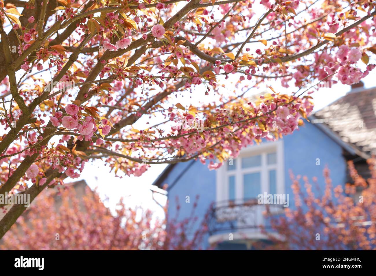 Beautiful blooming sakura tree on spring day outdoors Stock Photo - Alamy