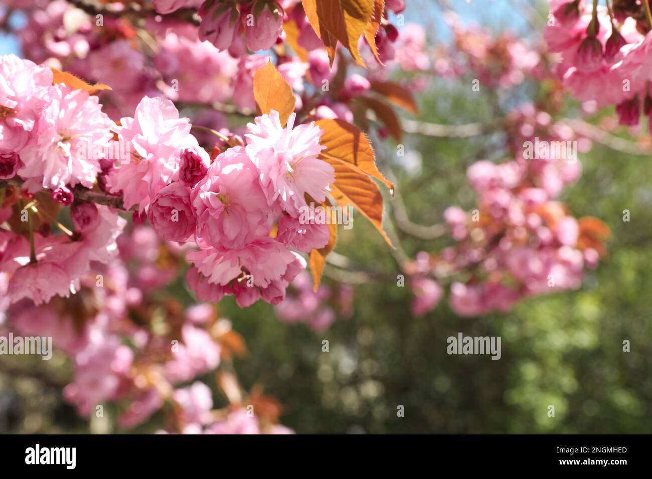 Sakura tree with beautiful blossoms on spring day outdoors Stock Photo ...