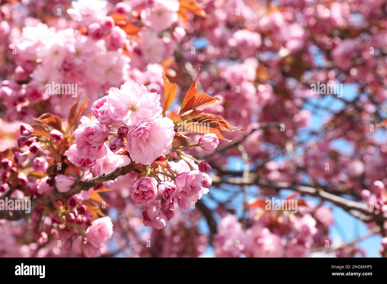 Sakura tree with beautiful blossoms on spring day outdoors Stock Photo ...
