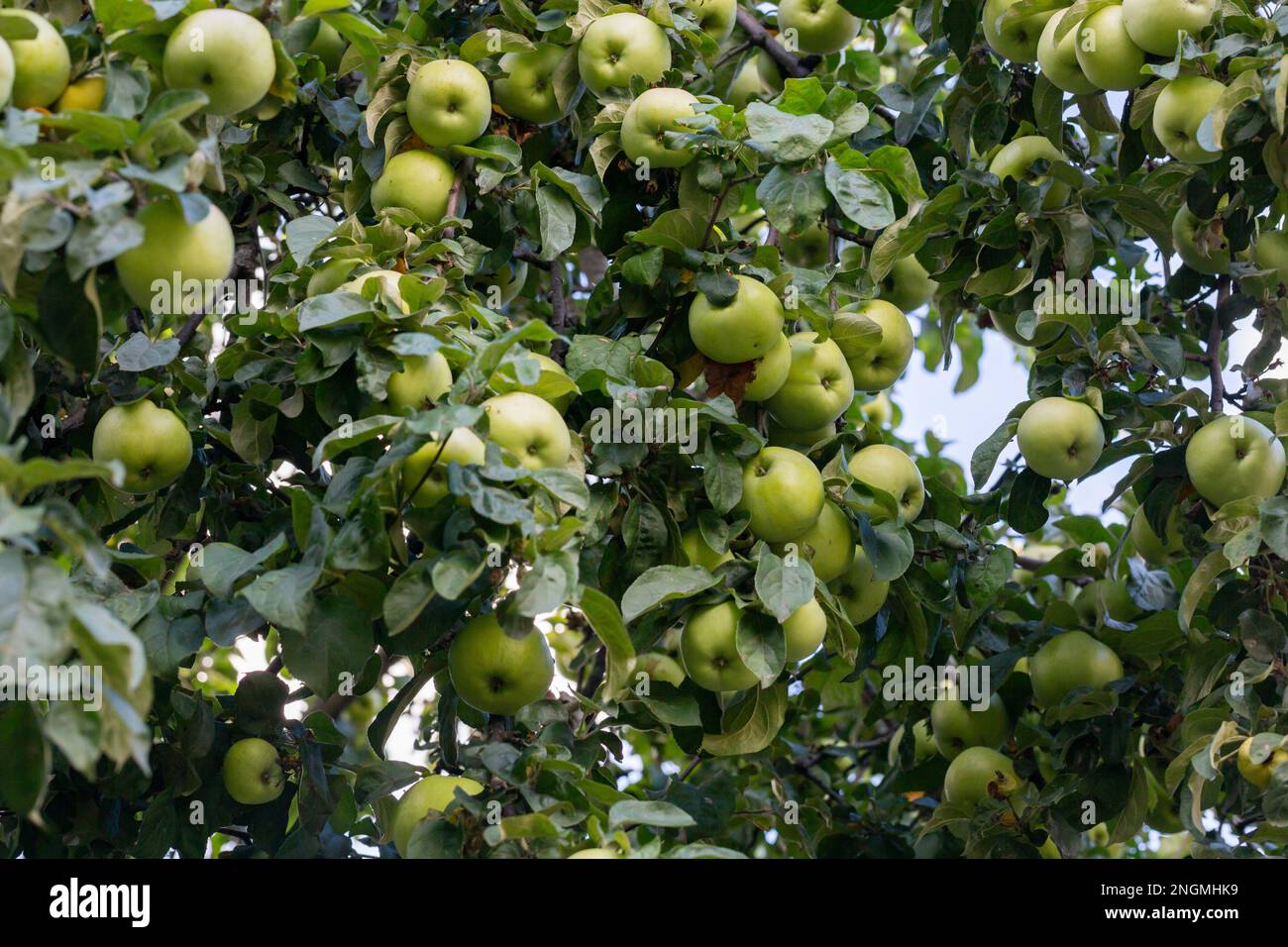 there are lots of apples in sour green apple tree,fruity apple tree ...