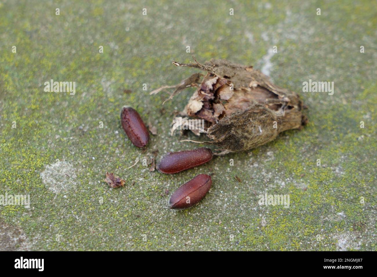 Felix seed hi-res stock photography and images - Alamy