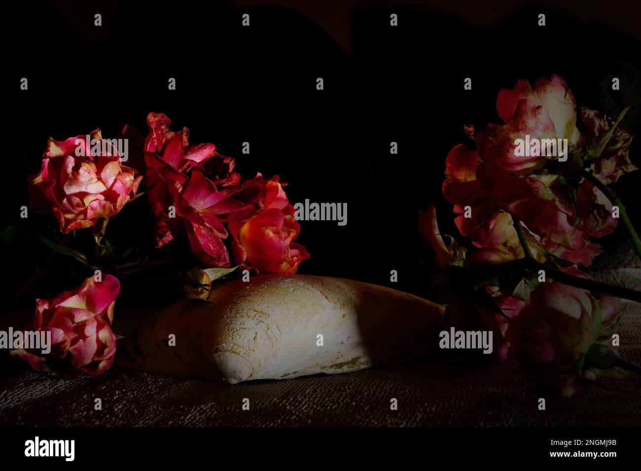 White shell red roses hi-res stock photography and images - Alamy