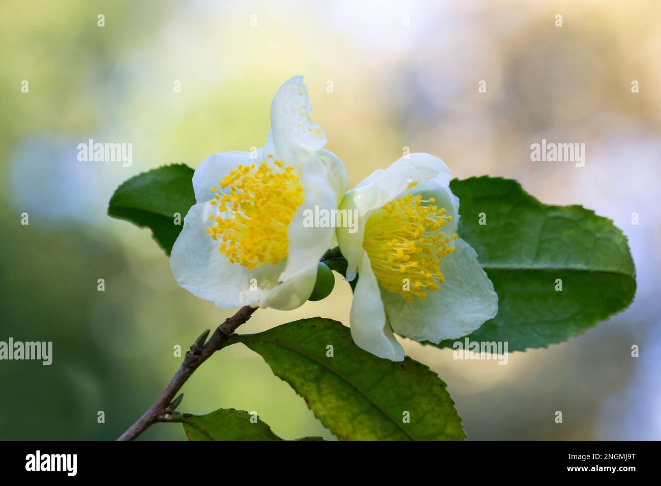 Close-up of white tea bush flowers, Chinese camellia on a blurry ...