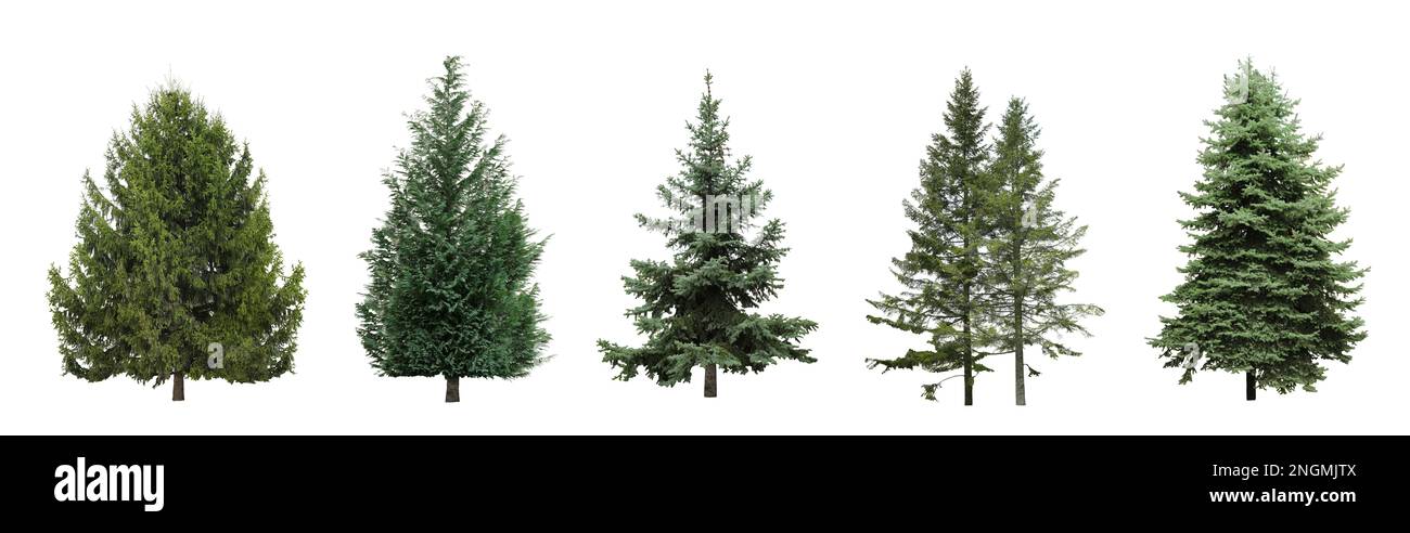 Beautiful evergreen fir trees on white background, collage. Banner ...