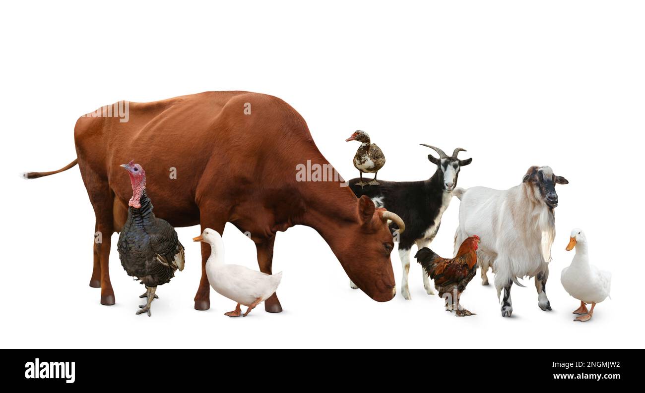 Group of different farm animals on white background Stock Photo - Alamy