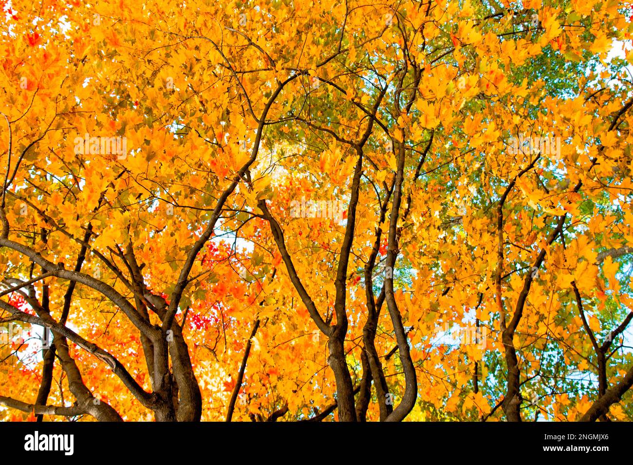 Red and yellow maple tree in autumn with sun in its branches. Érable ...