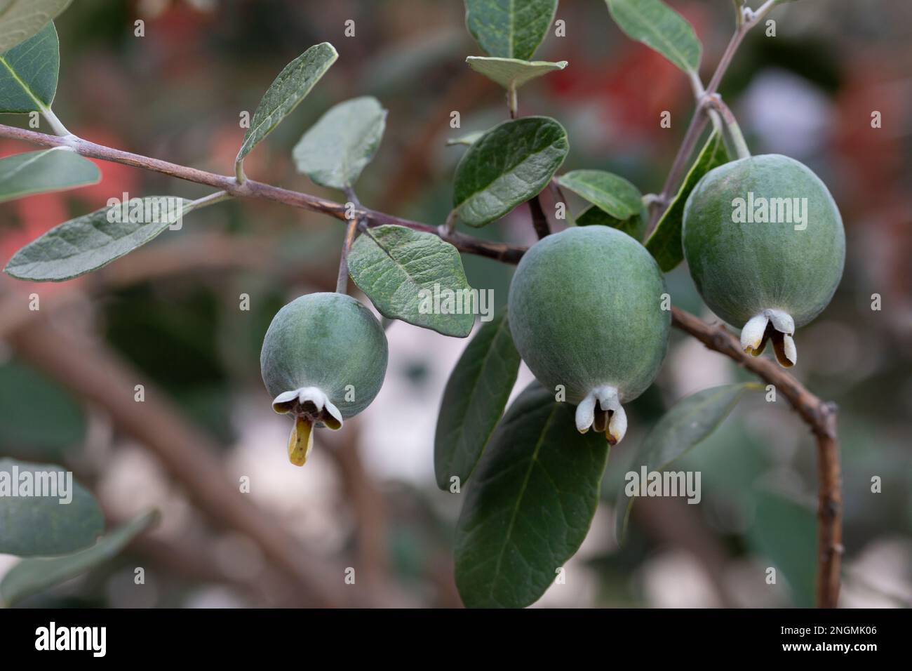 Ripe feijoa fruits on a tree in garden lat. Acca sellowiana . Fresh ...
