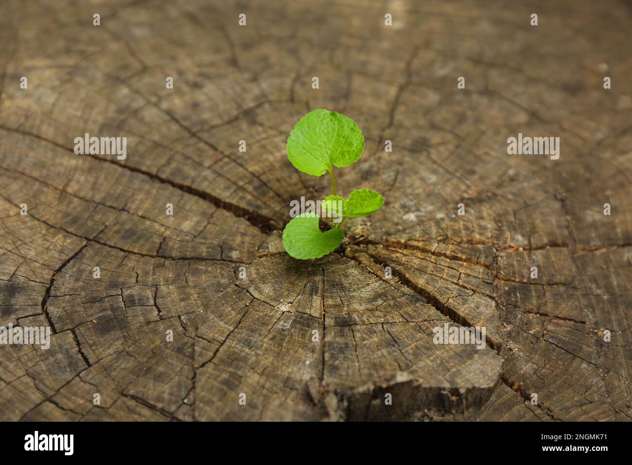 Young seedling growing from tree stump, closeup. New life concept Stock ...