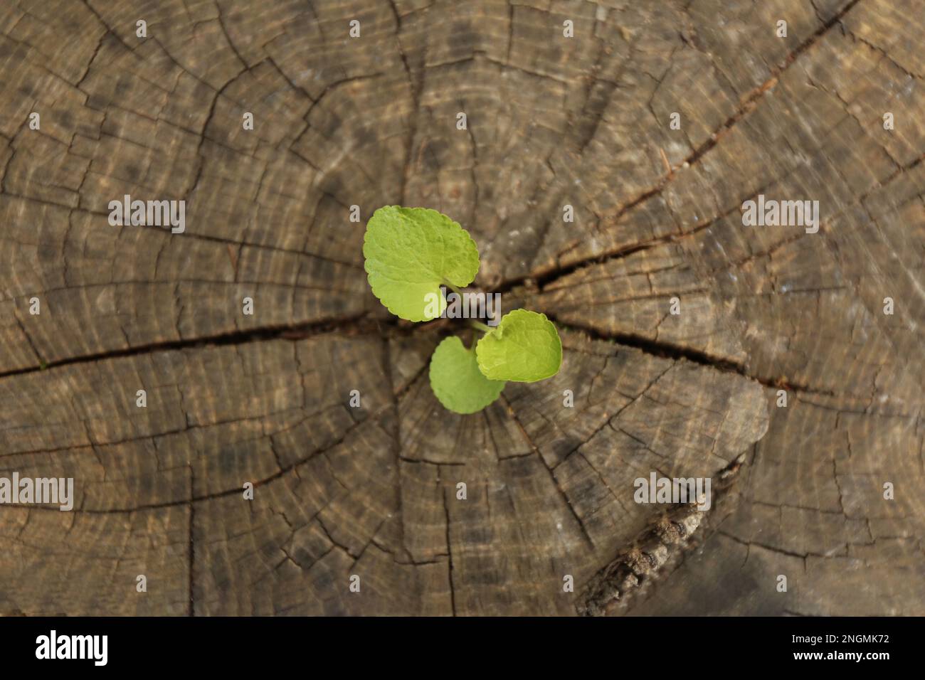 Young seedling growing from tree stump, top view. New life concept ...
