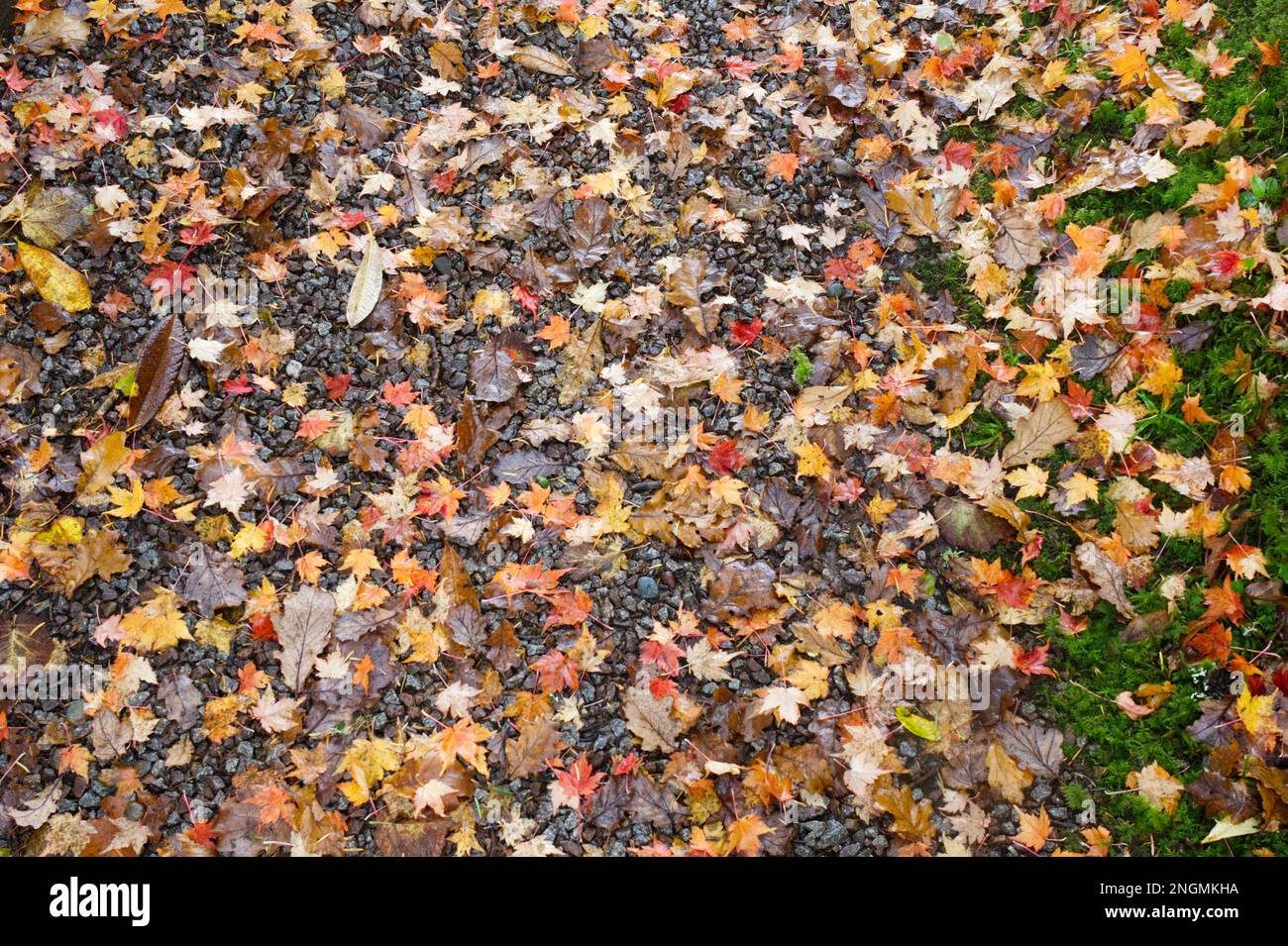 Colourful fallen leaves hi-res stock photography and images - Alamy