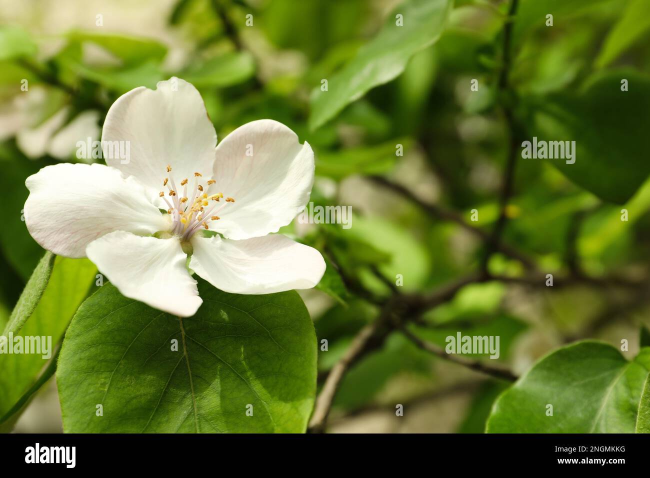 Blossoming quince tree outdoors, closeup view. Springtime Stock Photo ...