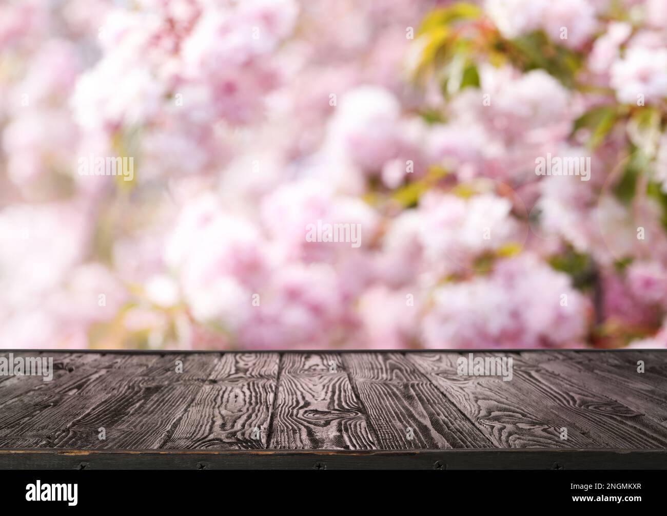 Empty wooden surface and beautiful blossoming sakura tree on background ...