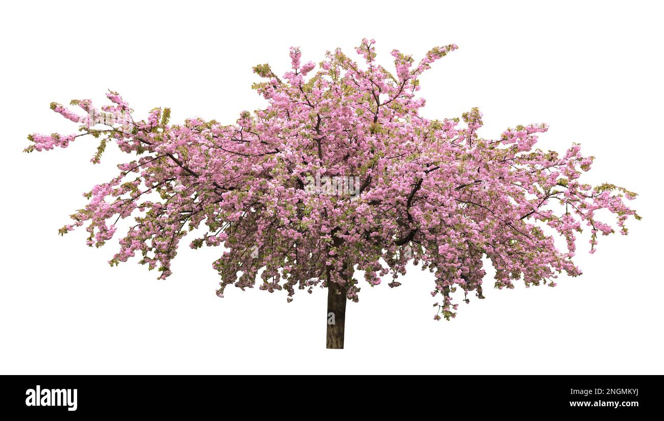 Beautiful blossoming sakura tree on white background. Banner design ...