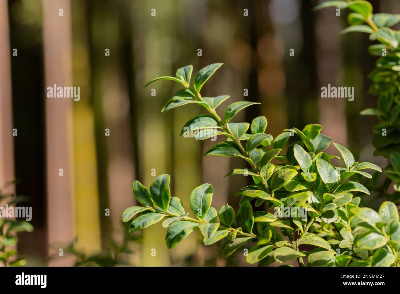 boxwood. Buxus sempervirens with yellow flowers. young boxwood leaves ...
