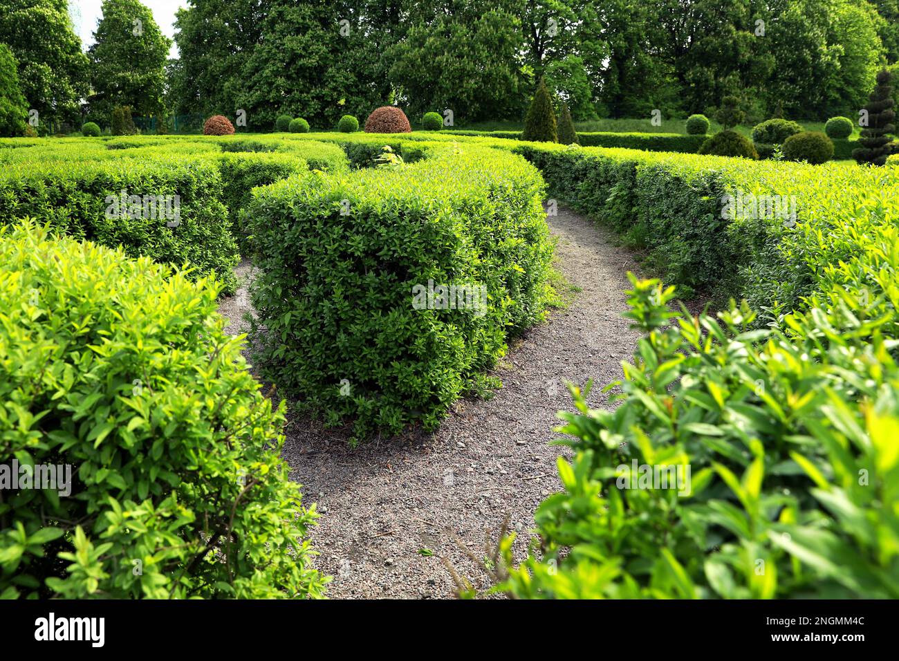Privet hedge maze hi-res stock photography and images - Alamy