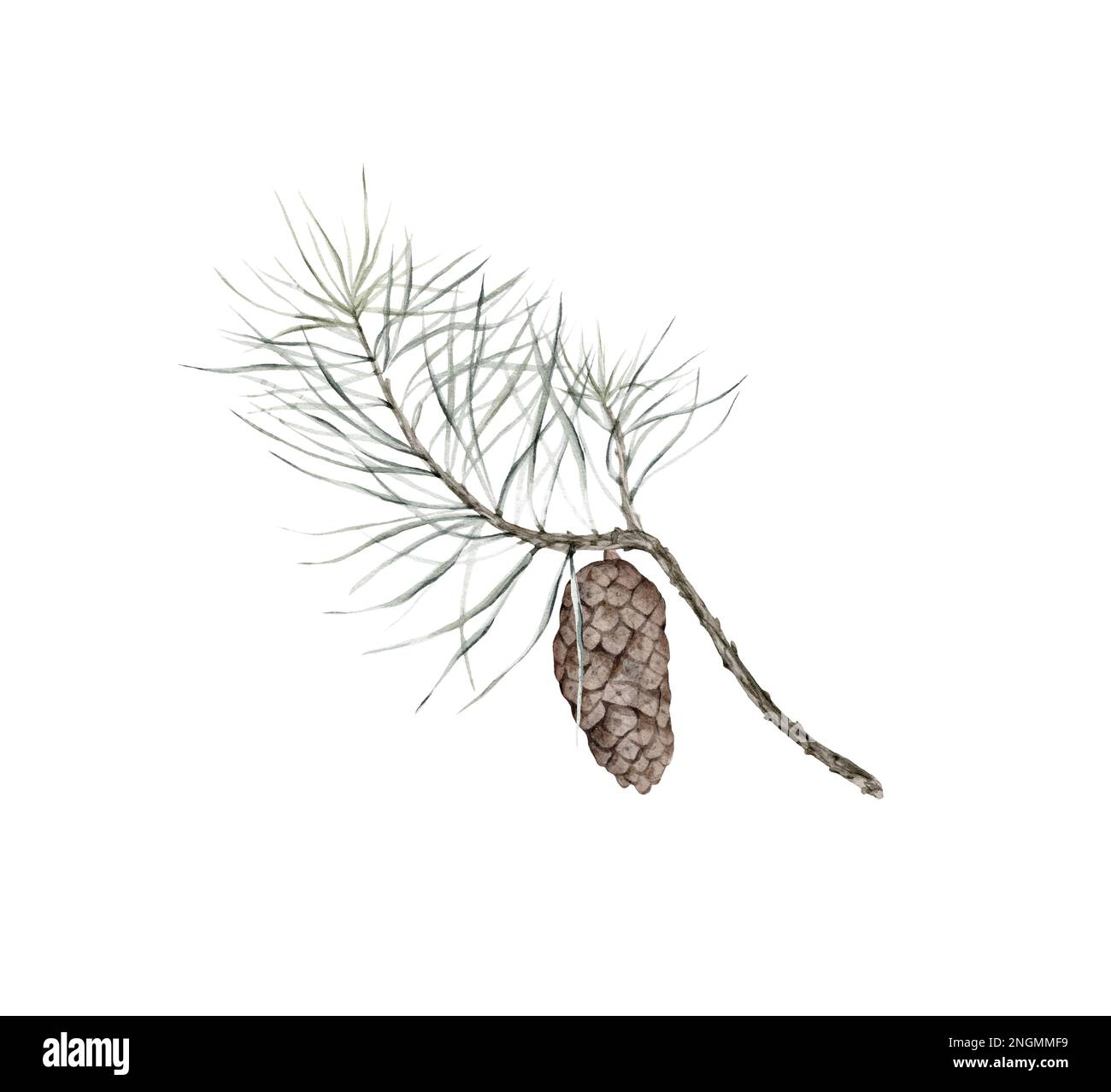 isolated watercolor pine branches and cones on white background, can be ...