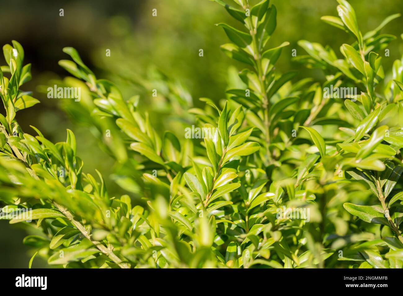 boxwood. Buxus sempervirens with yellow flowers. young boxwood leaves ...