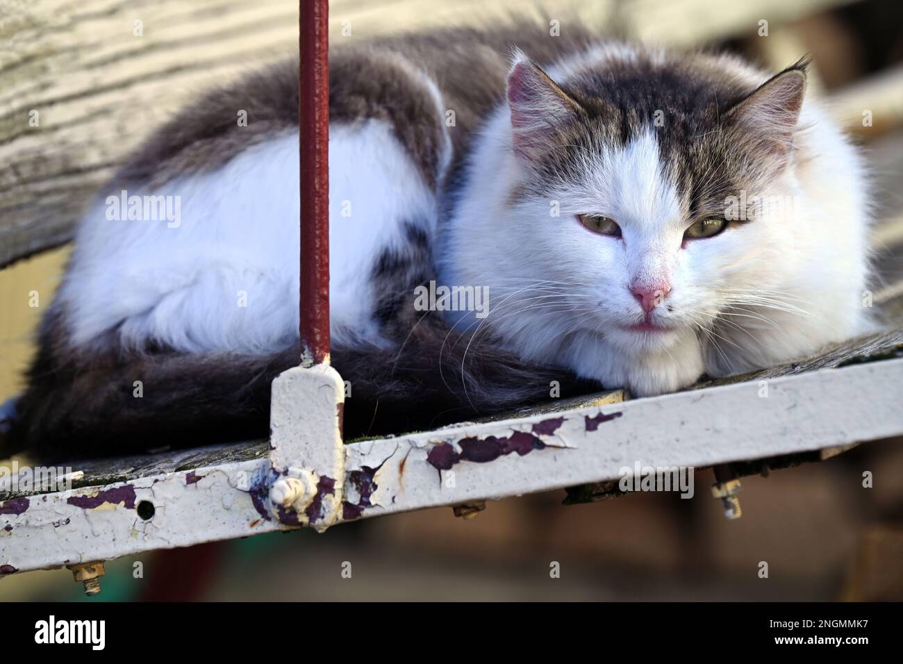 Fluffy cat sleeping peacefully on hi-res stock photography and images ...