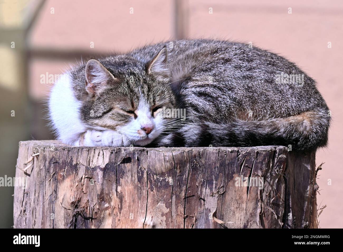 Fluffy cat sleeping peacefully on hi-res stock photography and images ...
